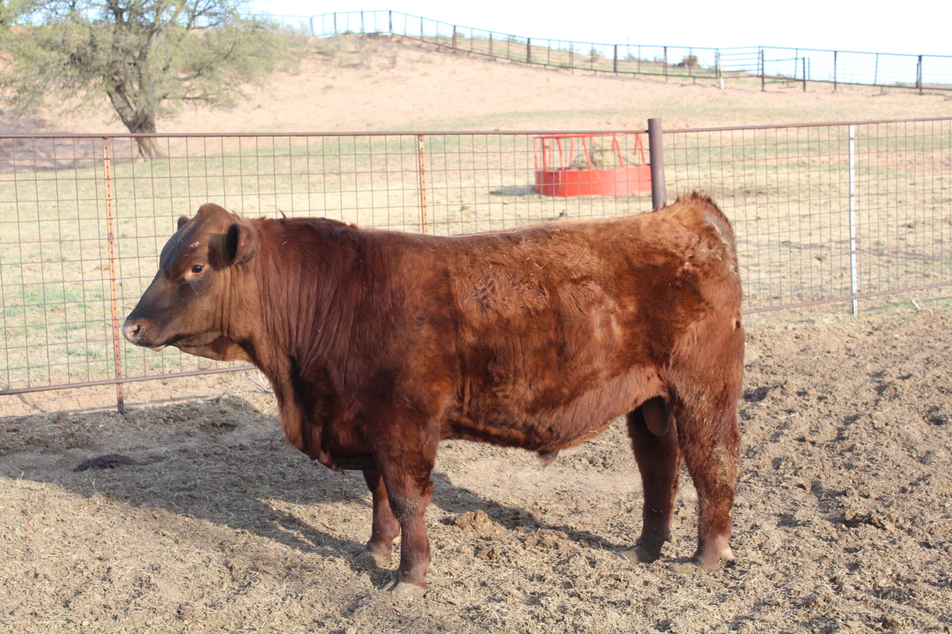 Online Only Red Angus Bull Auction - Smith & Co Auction and Realty, Inc.
